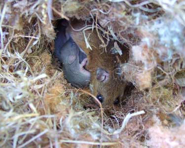 What Does a Rat Nest Look Like? - Eastside Exterminators