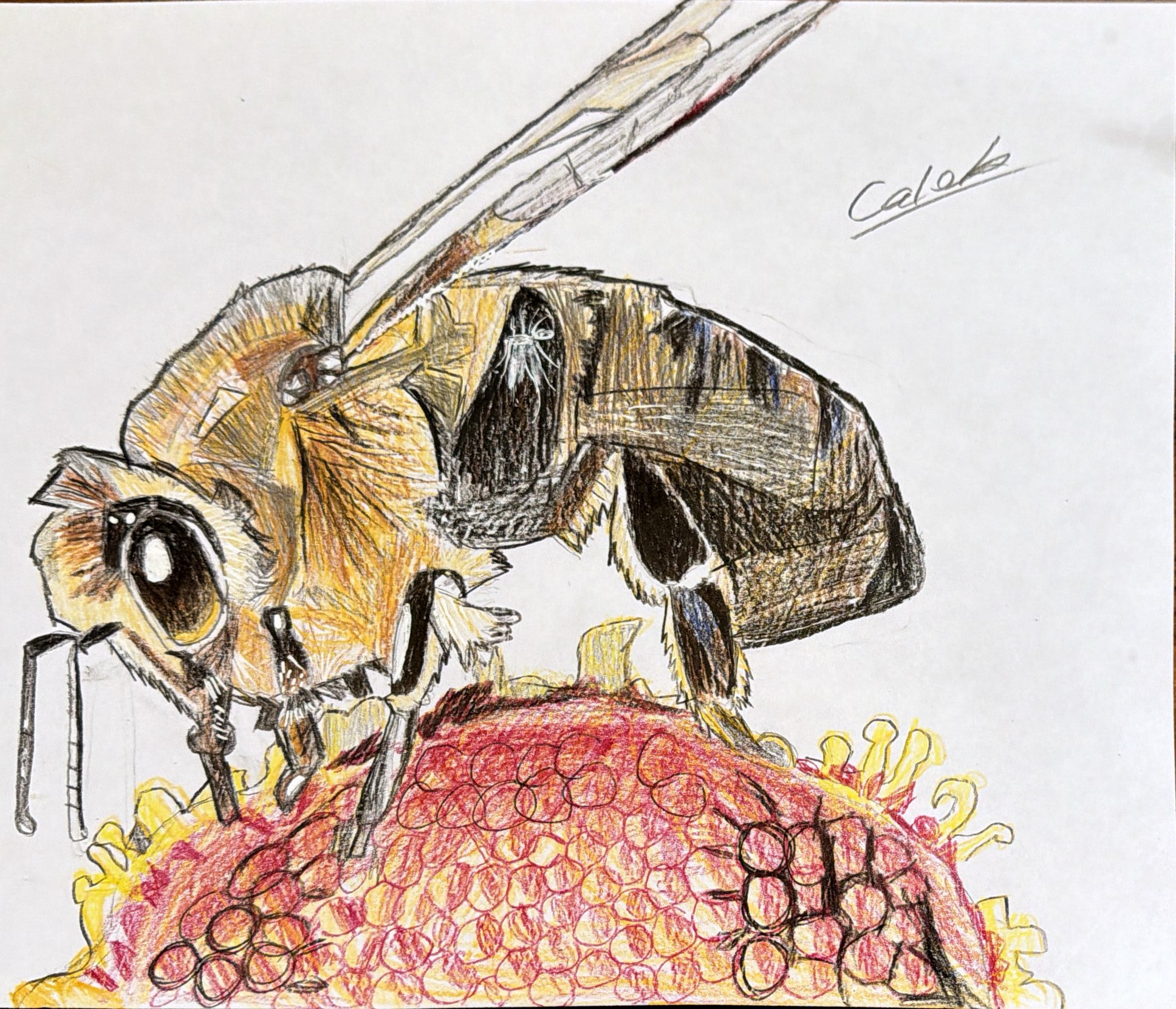2026 Pollinator Week - Art Contest - Now Closed! - Eastside Exterminators